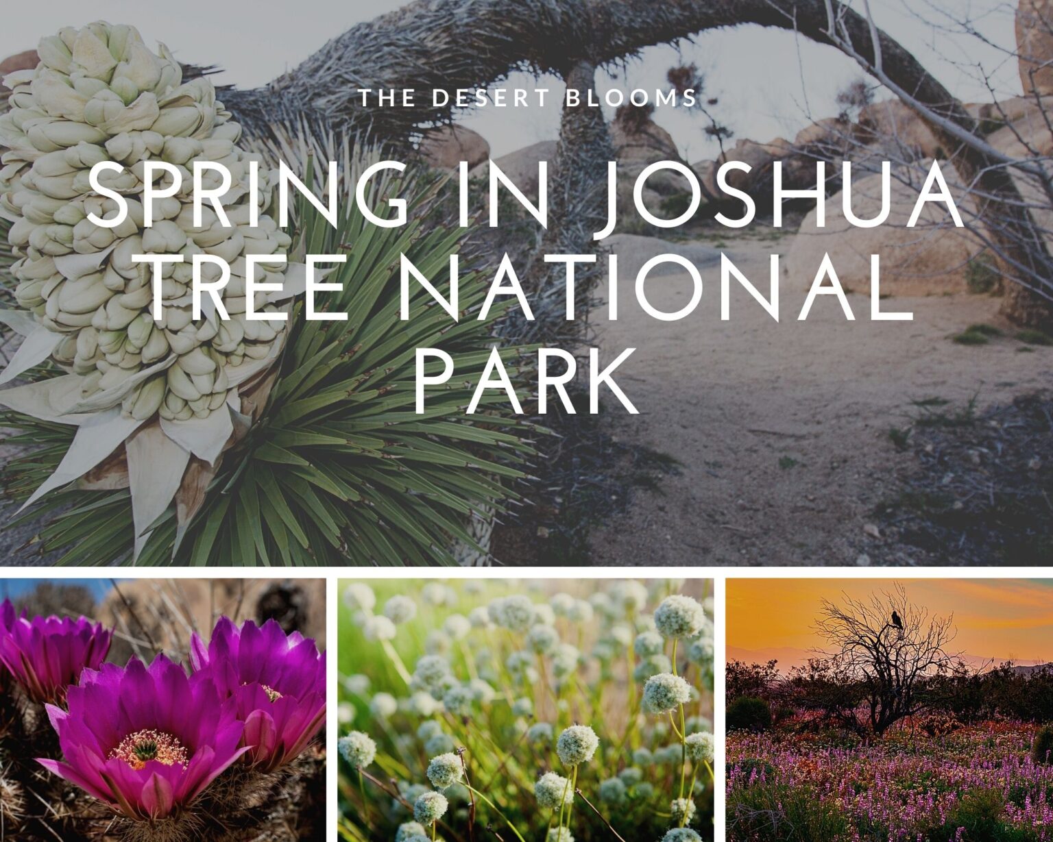 How To Plan A Day Trip To Joshua Tree; 7 Beautiful Sights - Maps Over ...